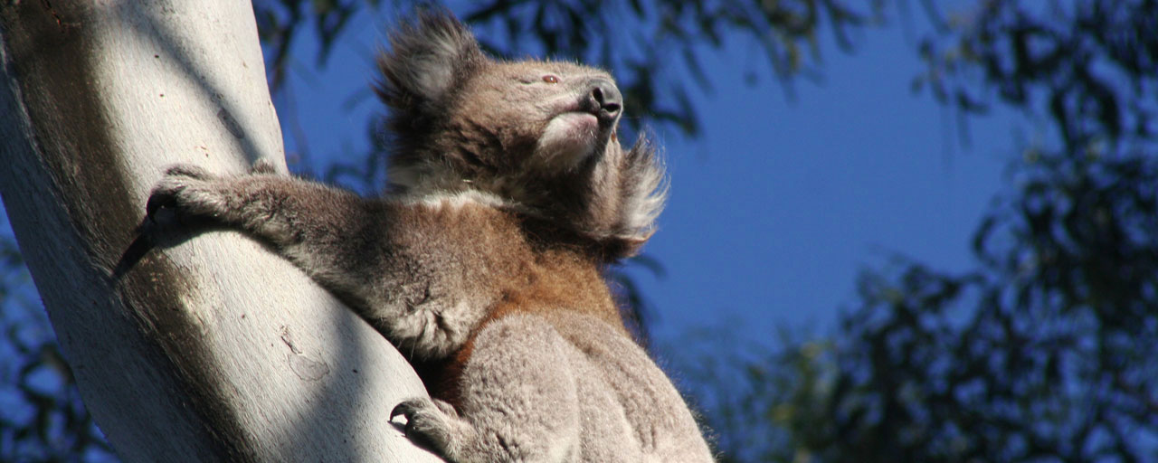 Animaux d’Australie - Rencontre, observation et photos de la faune ...
