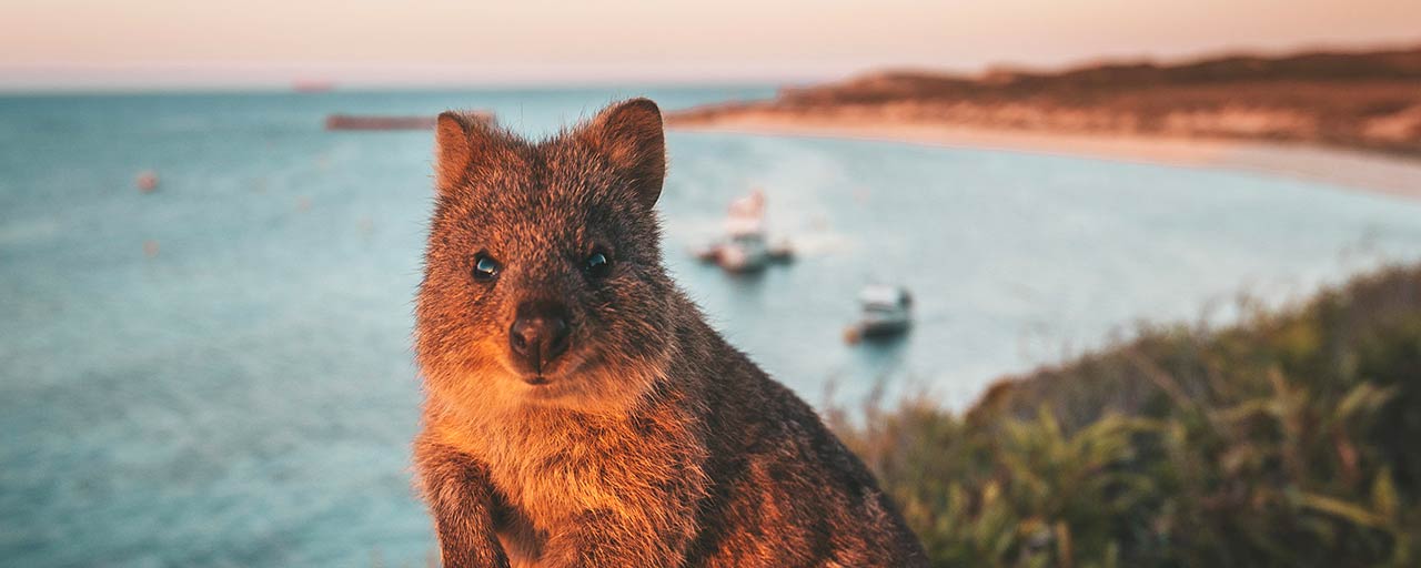 Les animaux du Western Australia - Immersion dans la faune sauvage du ...